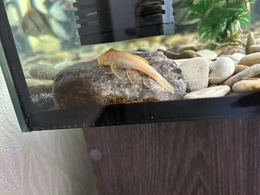 Аквариумные рыбы Сомики