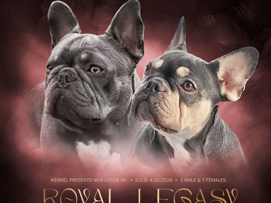 Лилово-подпалые малыши французского бульдога