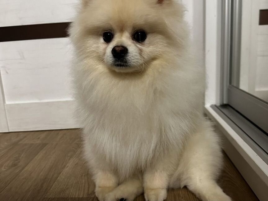 Померанский шпиц медвежьего типа