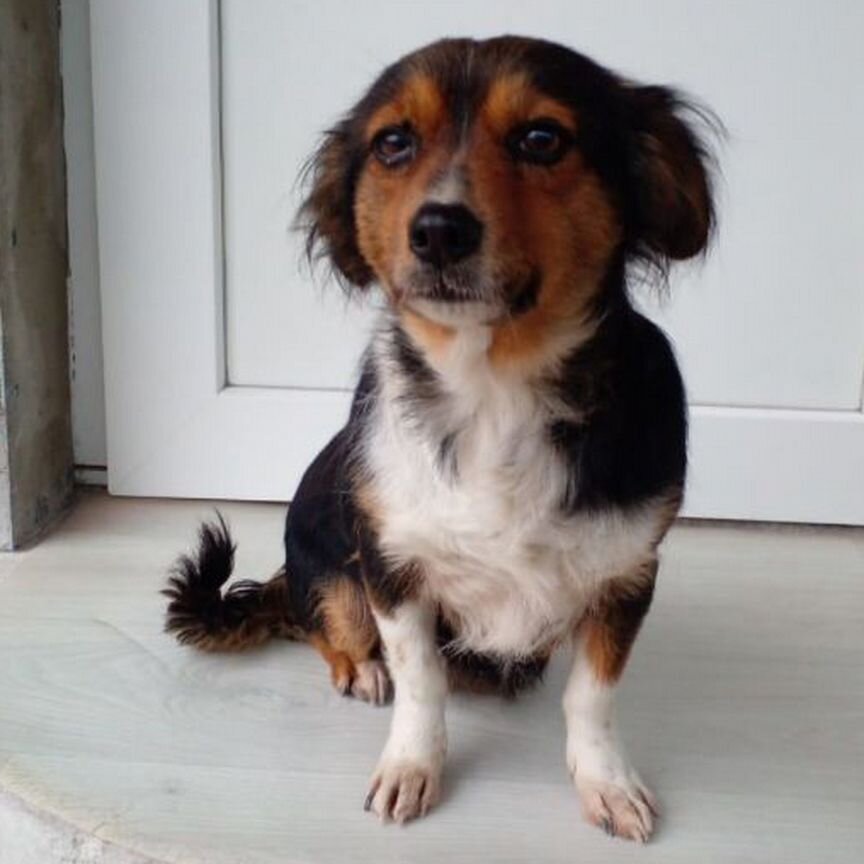 Отдам небольшую собачку в добрые руки