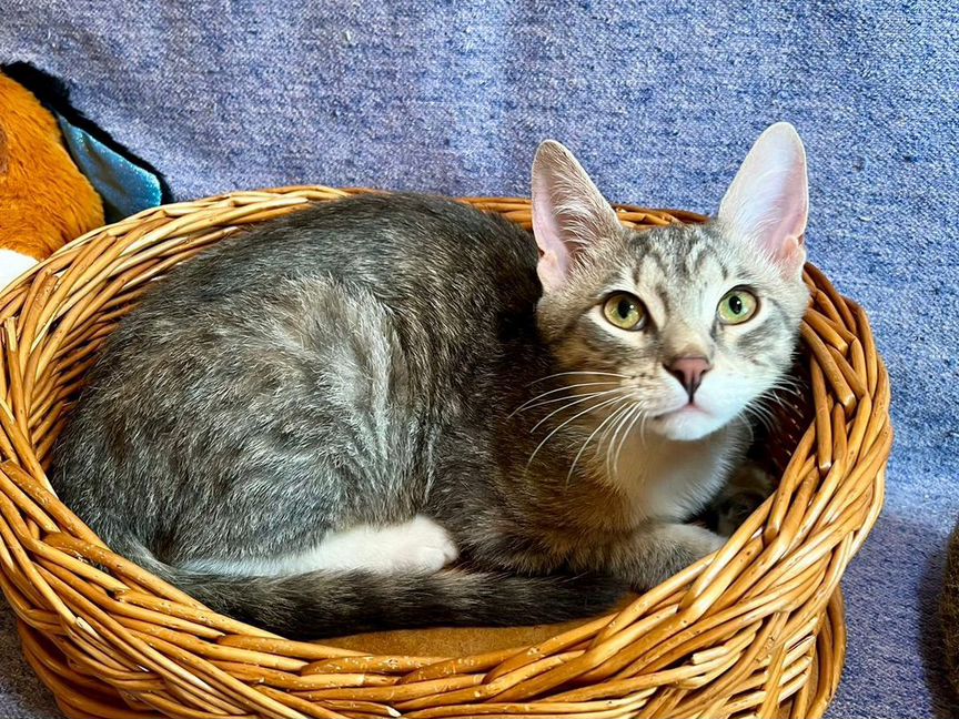 Котенок хочет к маме на ручки в дар бесплатно