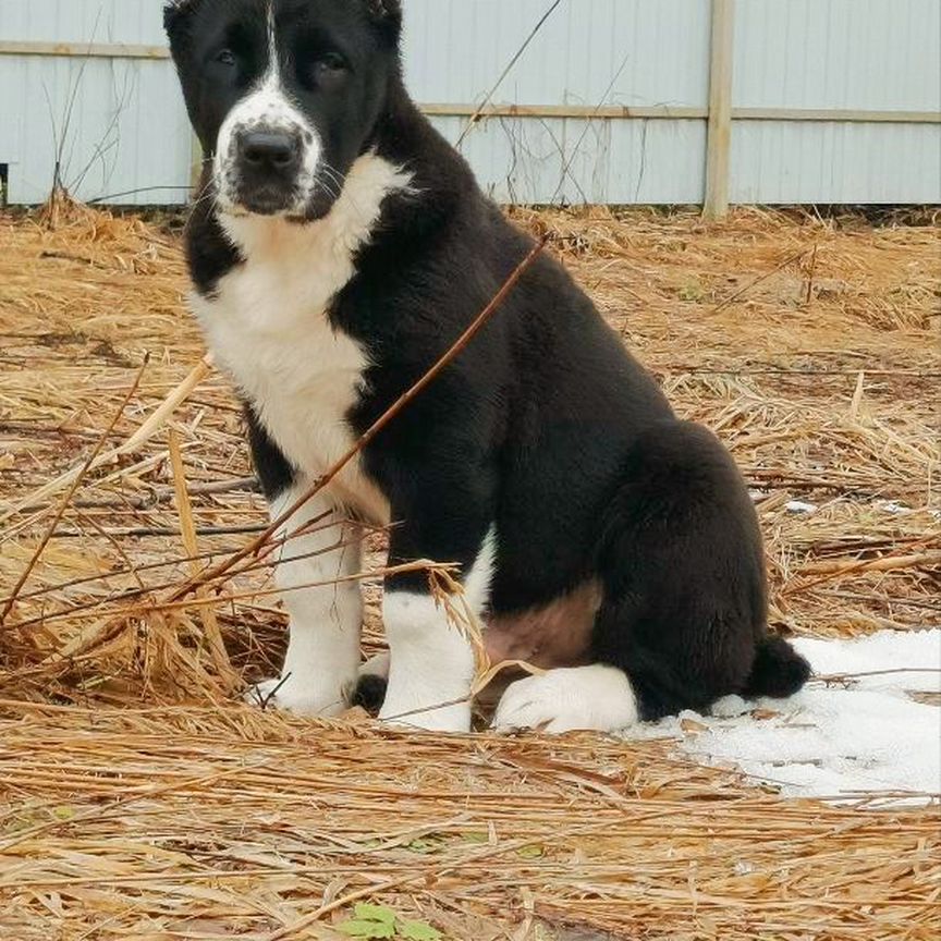 Щенки среднеазиатской овчарки
