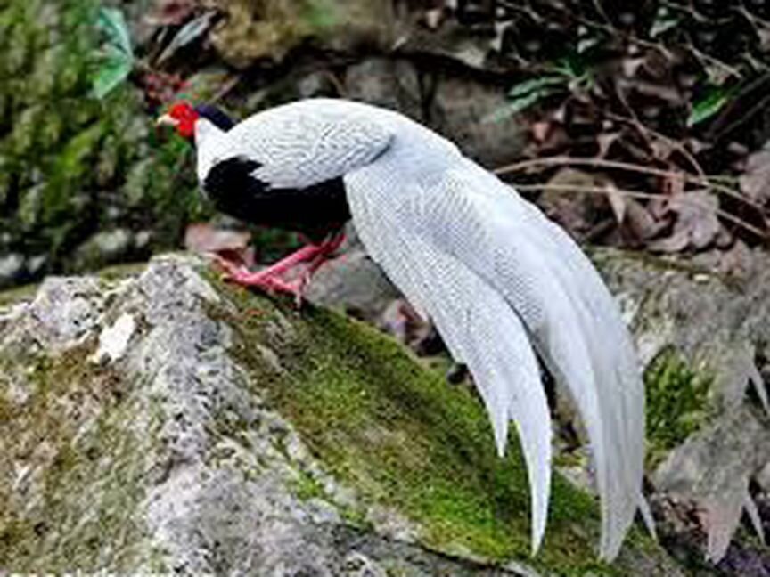 Фазан Серебряная лофура