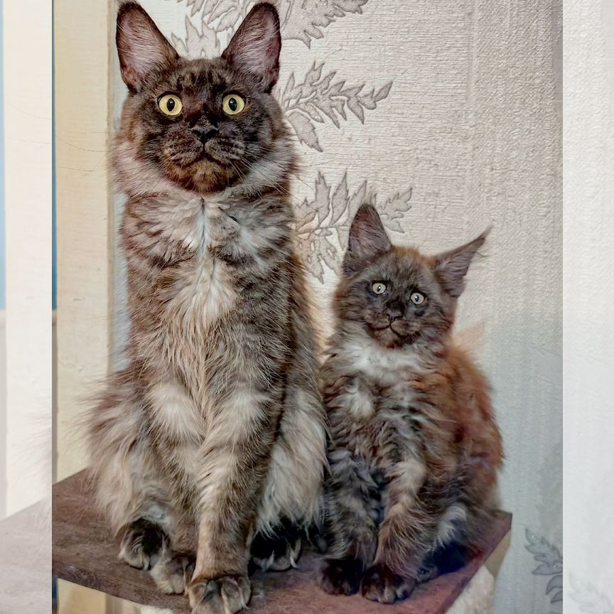 Мейн-кун котёнок