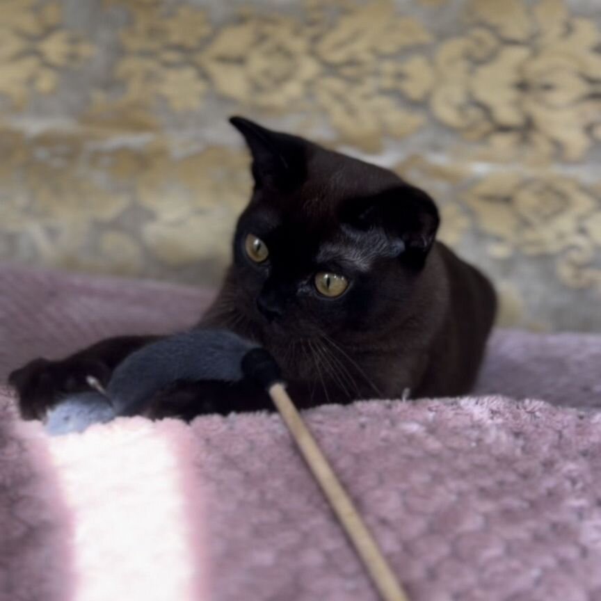 Американская бурма