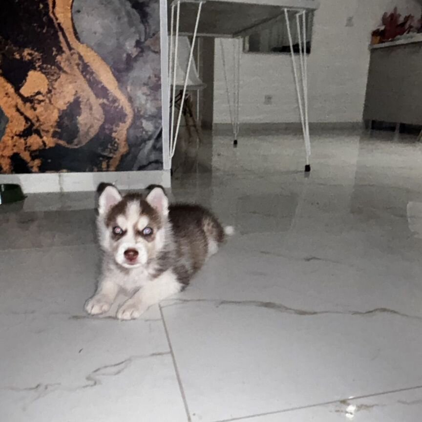 Husky