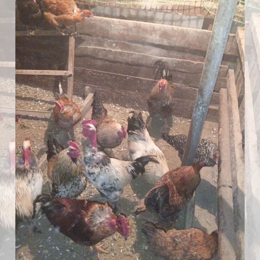 Продам молодых петухов