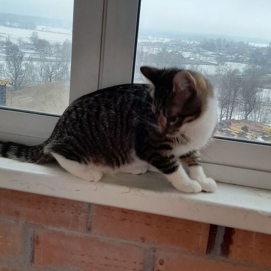 Отдам кота в добрые руки