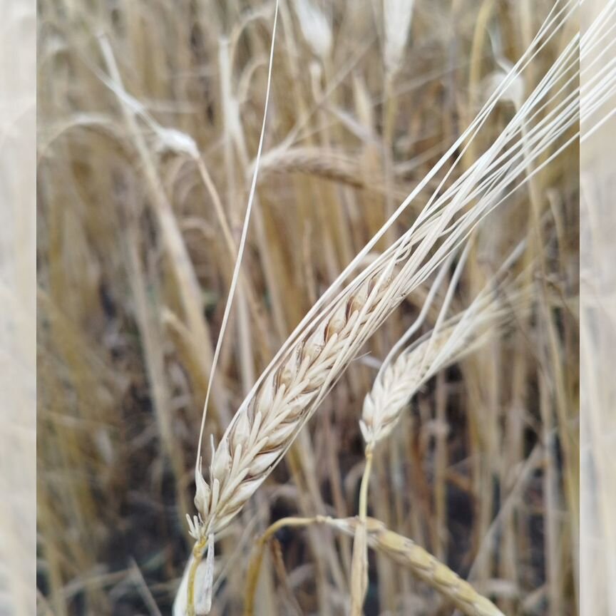 Ячмень фуражный и солома в рулонах