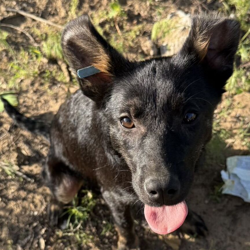 Щенок в добрые руки