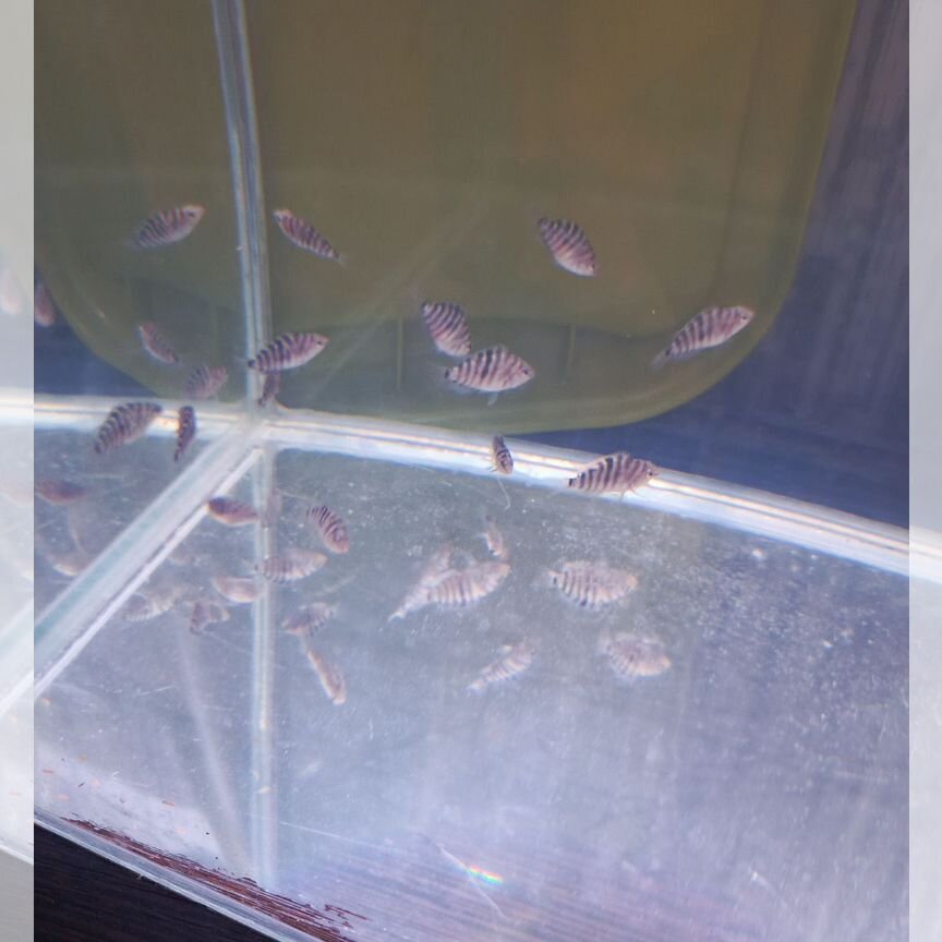 Цихлазома чернополосая мальки