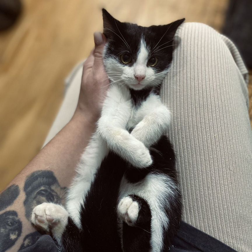 Котенок в добрые руки