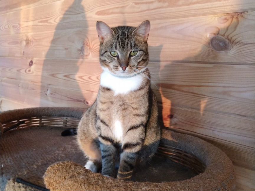 Сонька золотая лапкаВ дар