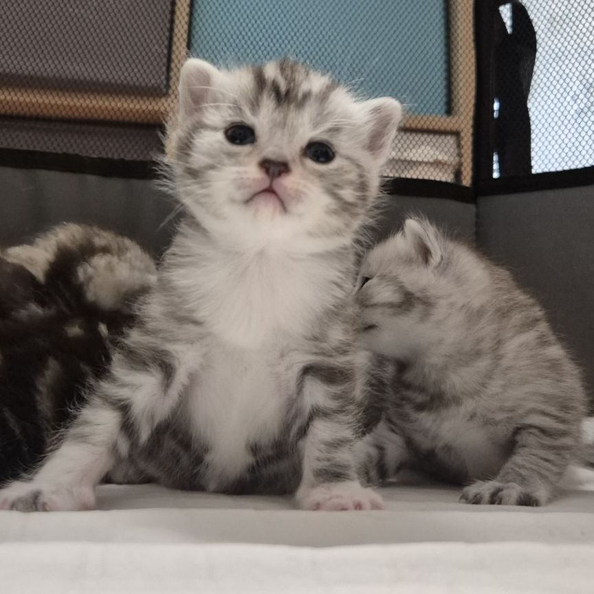 Котёнок от частного владельца