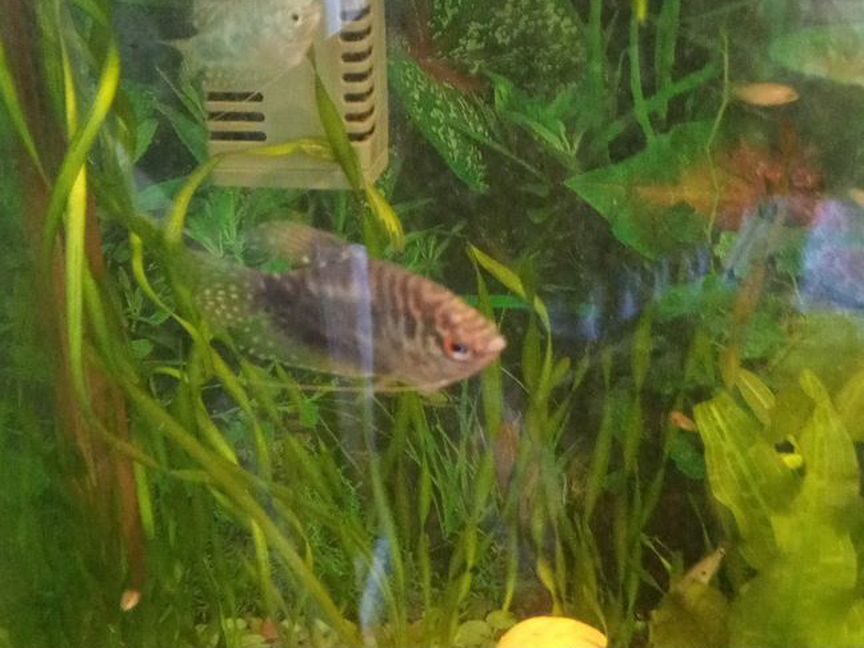 Продам рыбок