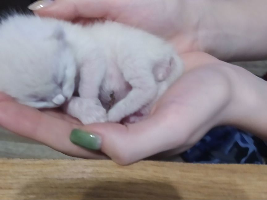 Тайские котята