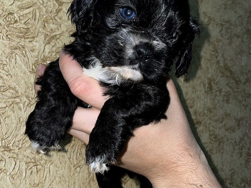 Малыши Американского кокер спаниеля