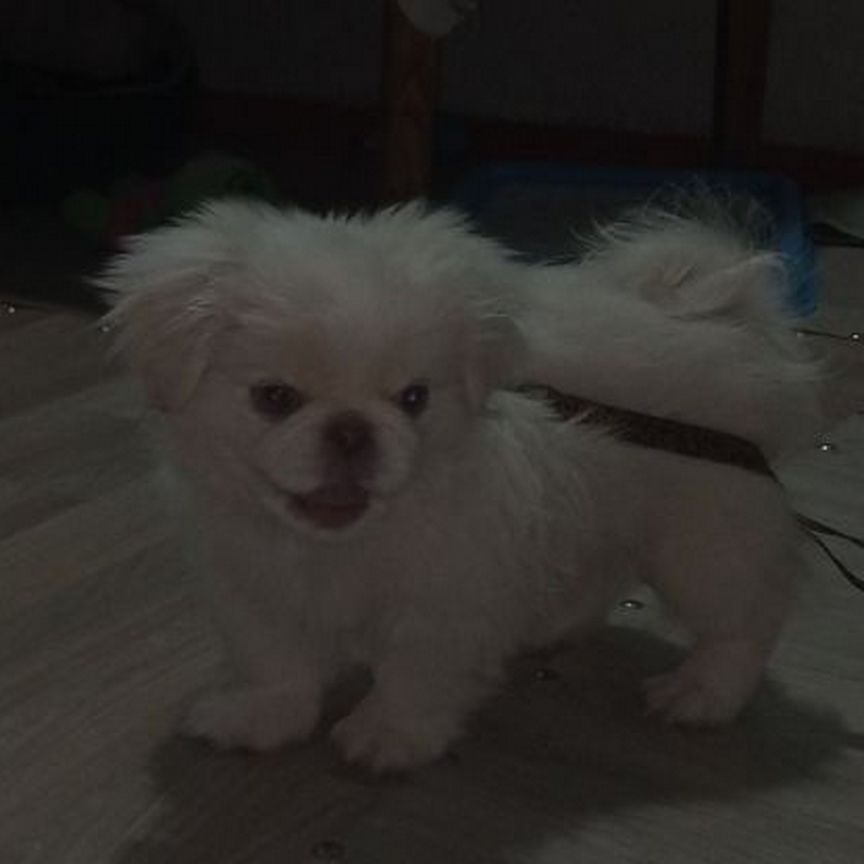 Продам щенка пекинеса