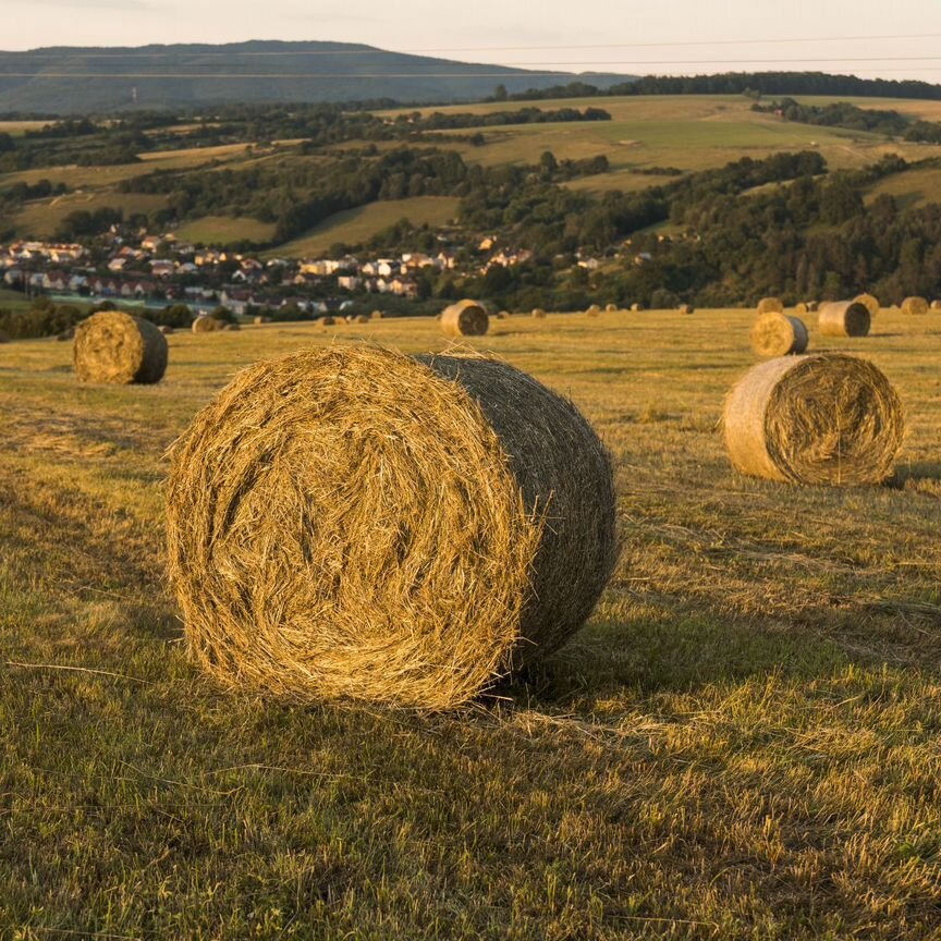 Продам сено в рулонах