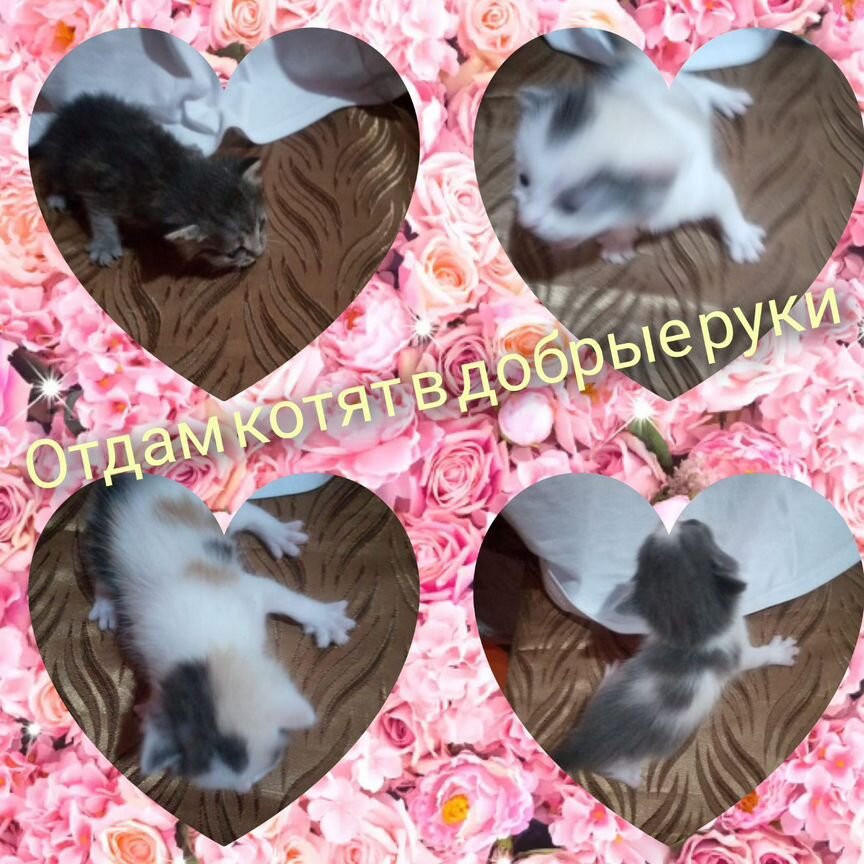 Котята в добрые руки