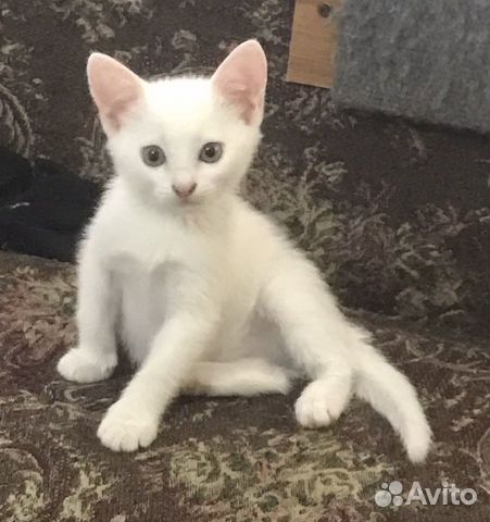 Котенок мальчик чисто белый с голубыми глазками