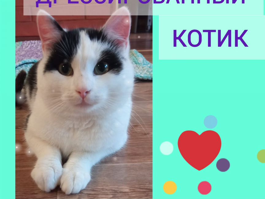 Дрессированный котик. Котенок Кошечка кошка