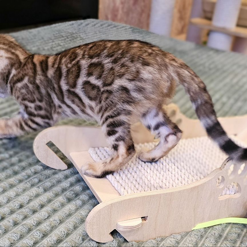 Бенгальские котята Бенгальская кошечка