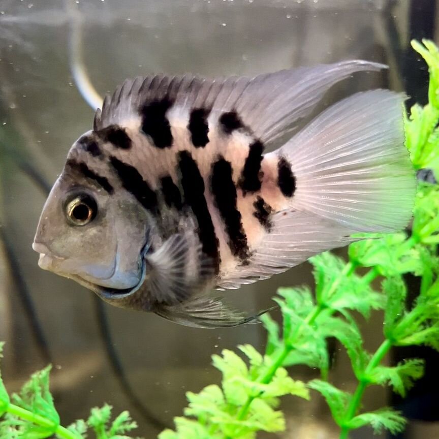 Сапфировый попугай