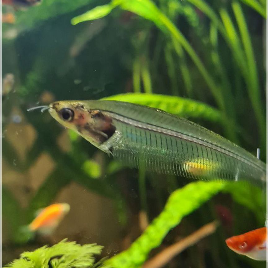 Сом стеклянный