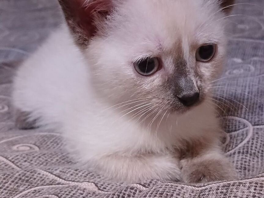 Сеамская кошка или кот