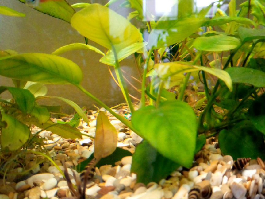 Улитка хелена