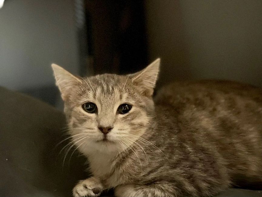 Кошечка стешняшка в добрые руки