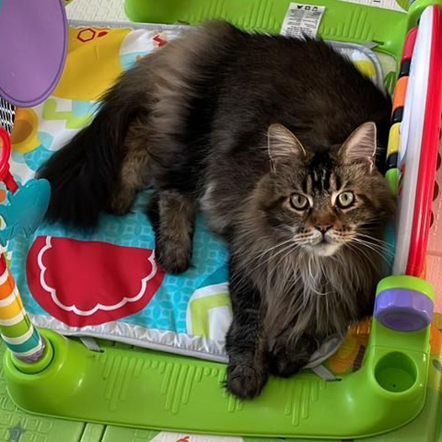 Кошка мэйкун