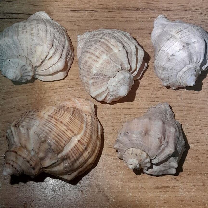 Морская раковина. Цена за все