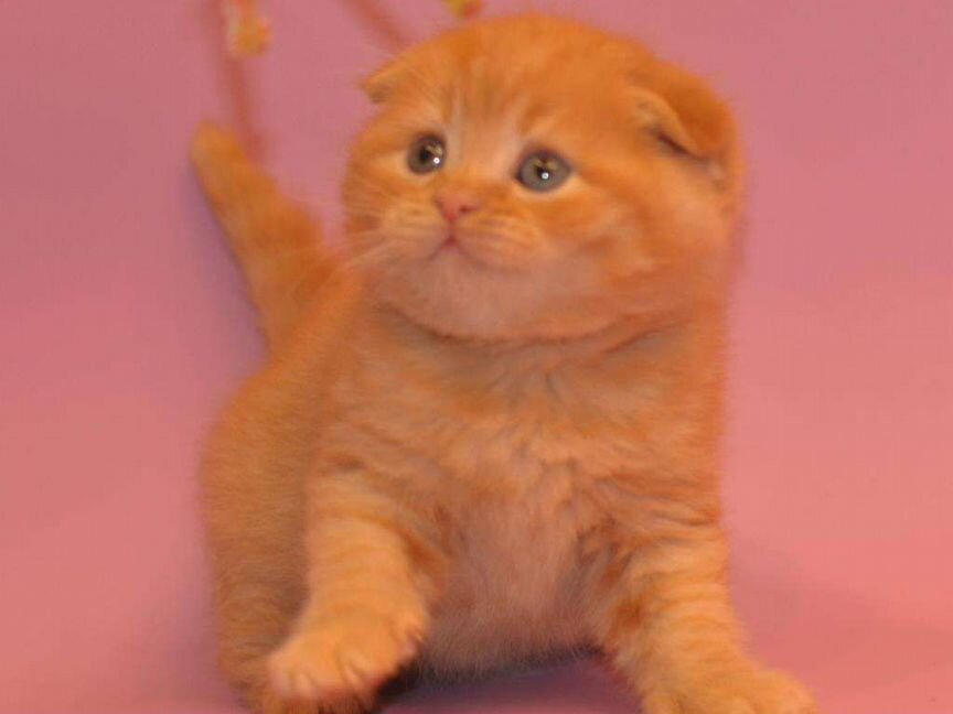 Шотландский скоттиш фолд