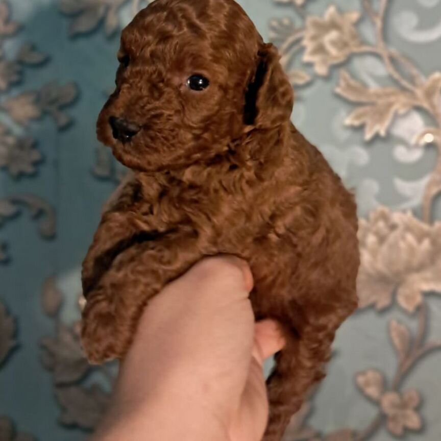 Той-пуделя и миниатюра