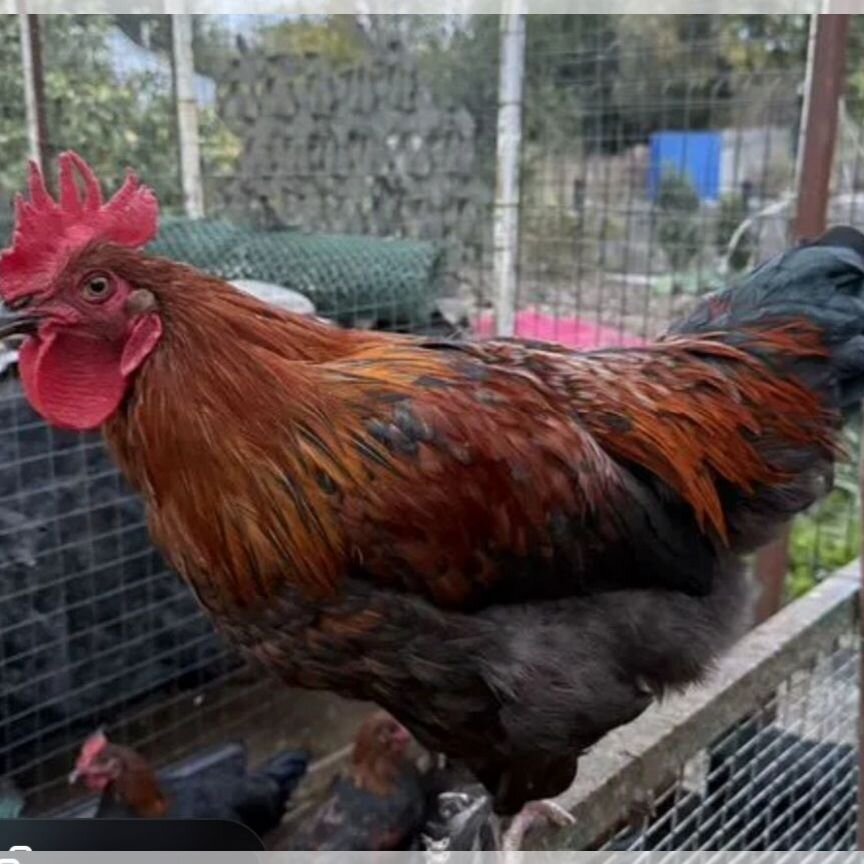 Молодые петушки породистые 7 месяцев