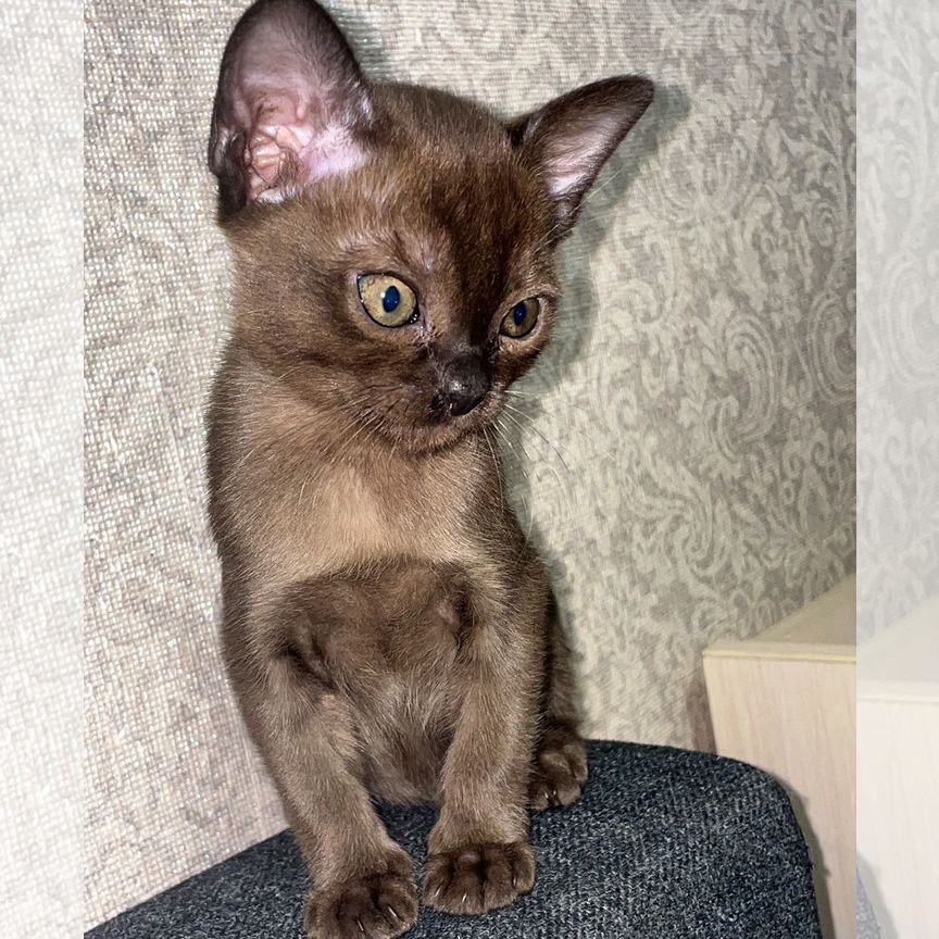 Бурманские котята