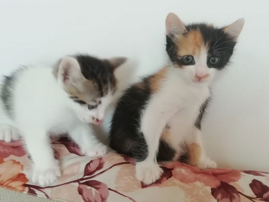 Отдам котят в хорошие руки