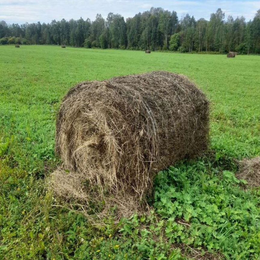 Сено в тюках