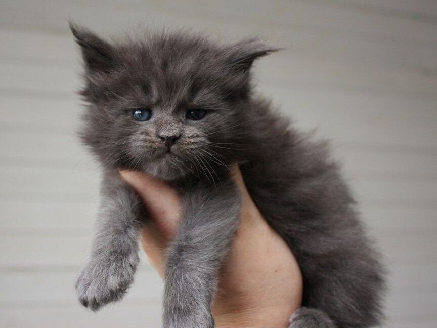 Котята мейн кун голубой соли и чёрный солид