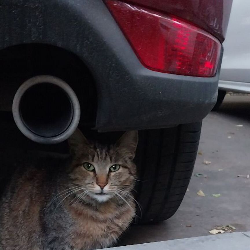 Кошка