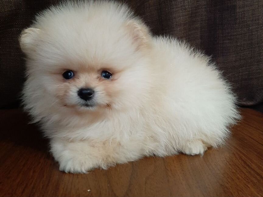 Померанский шпиц - кремовые мишки