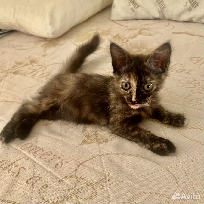 Котенок Гуччи