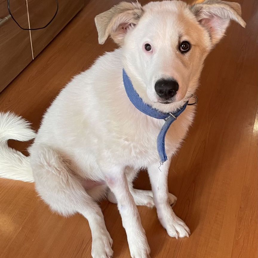 Кобель Алмаз 5-6 месяцев на охрану