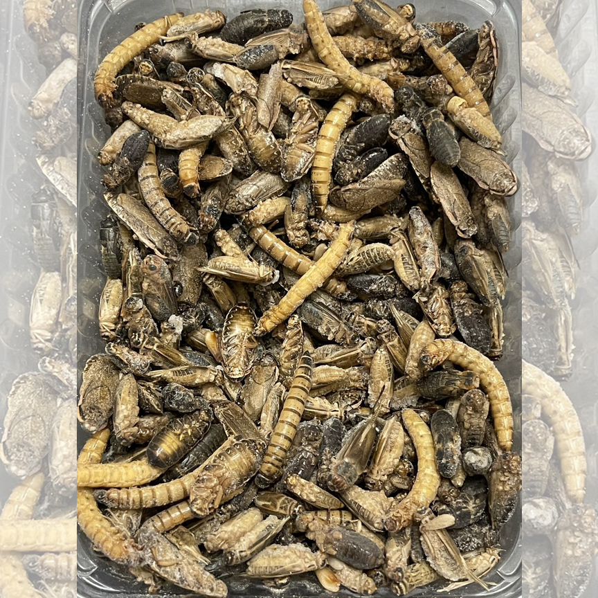 Микс из насекомых для рептилий, птиц, ежей