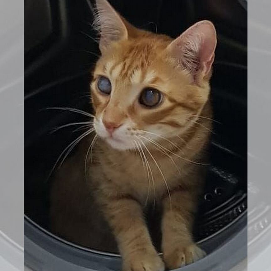 Взрослый кот в добрые руки