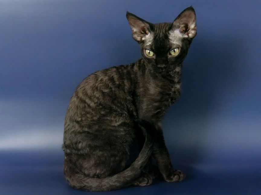 Элитные котята девон-рекс с документами