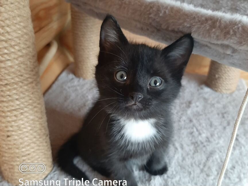 Котенок в добрые руки