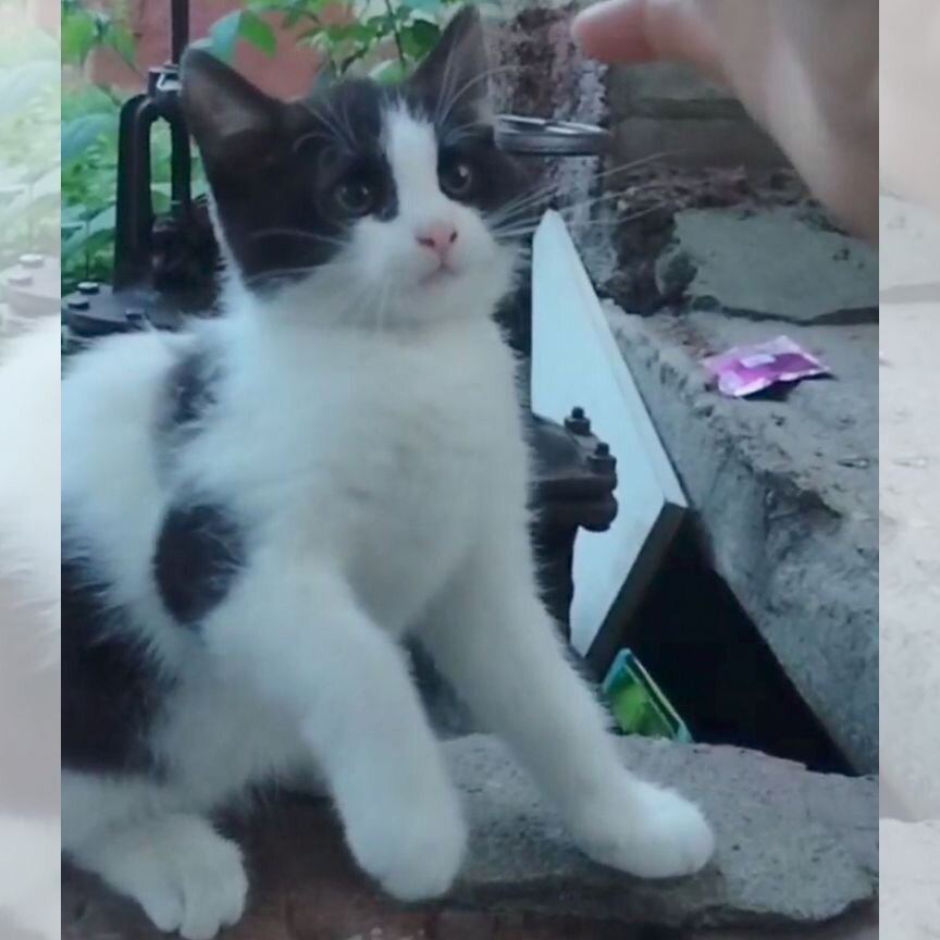 Котёнок в добрые руки